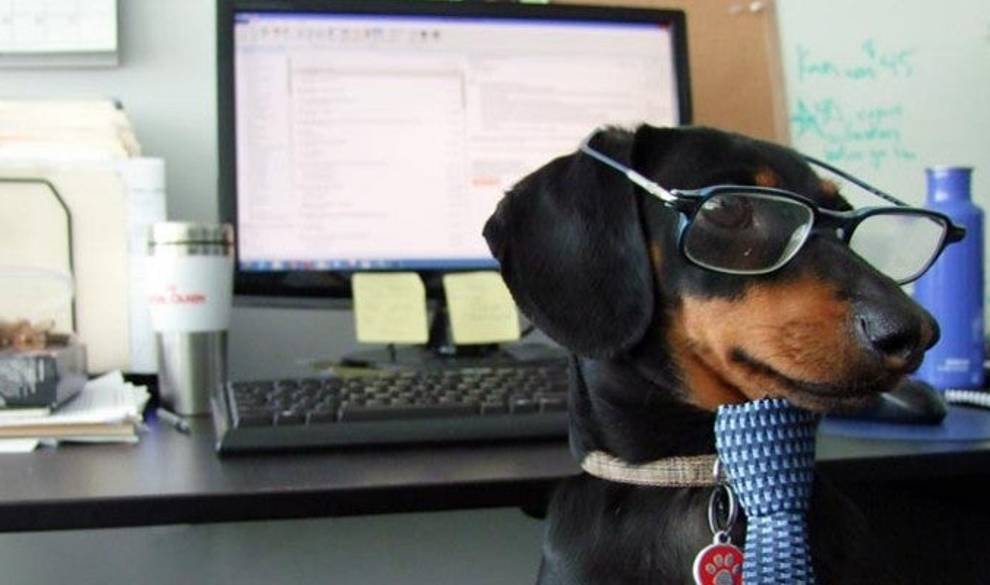 Empresas Dog Friendly: Los Beneficios Comprobados De Llevar Tu Perro Al ...