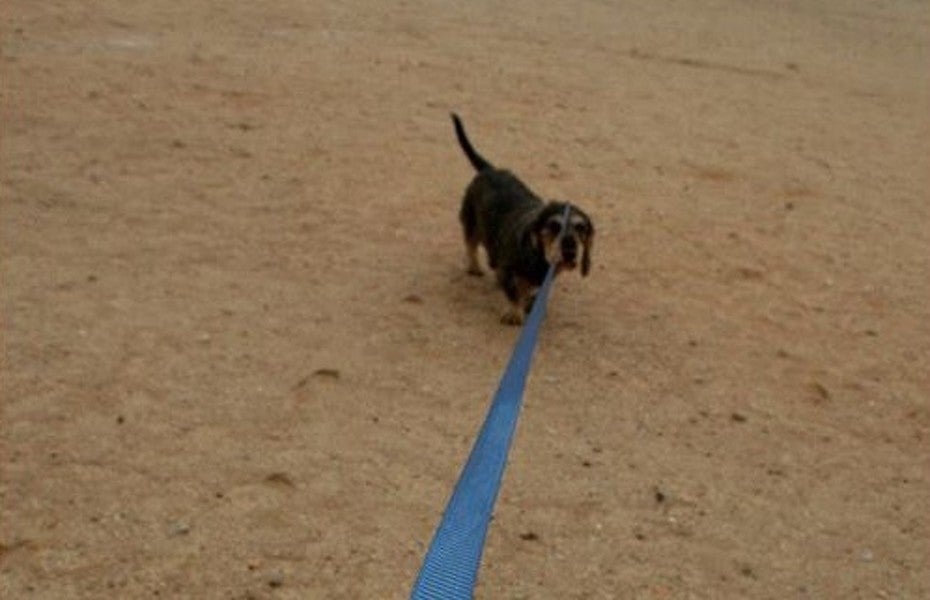 La peña que adoptó un perro para saltarse el confinamiento ya piensa en ...