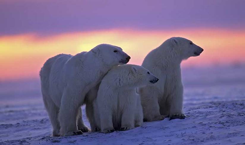 Por qué deberías viajar al Polo Norte una vez en tu vida