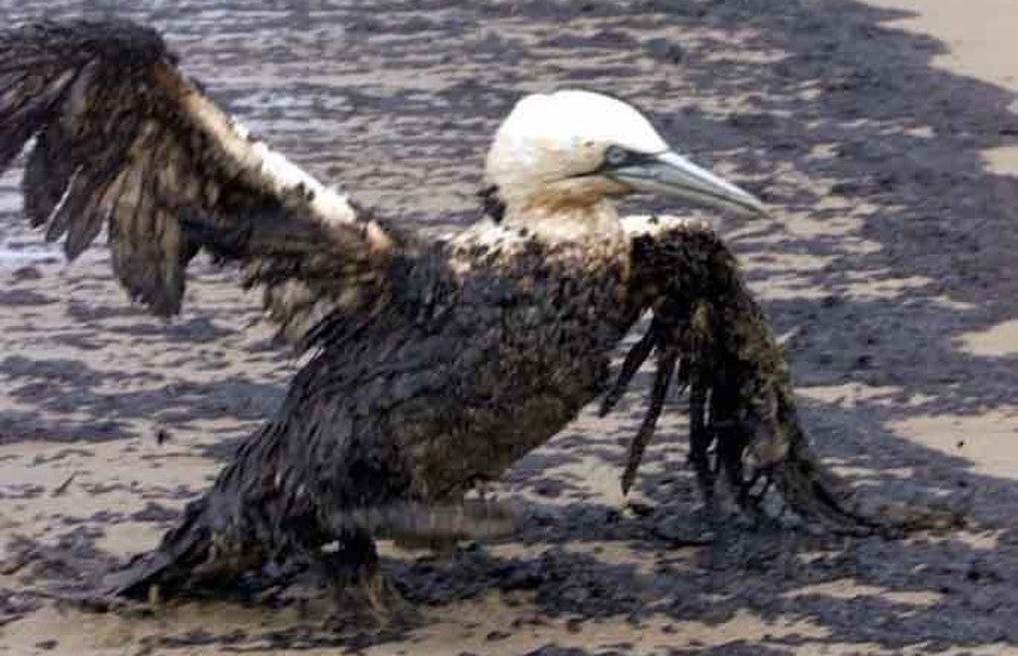 12º Aniversario Del Prestige. ¿Qué Ocurrió Realmente Con El Chapapote?