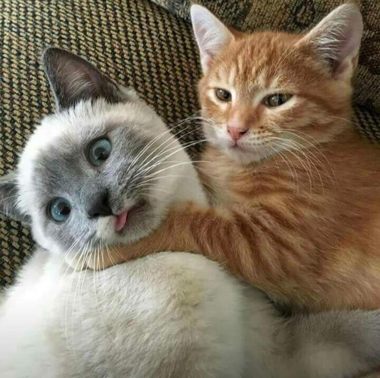 MASCOTAS | ¿Cómo saber si tus gatos están jugando o peleando?