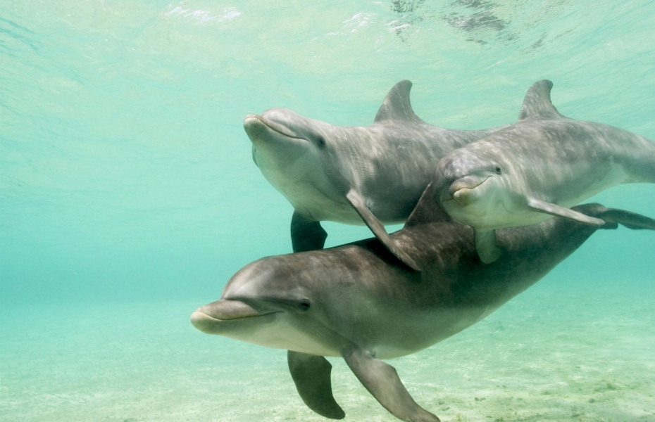 La falsa sonrisa de los delfines oculta una triste realidad